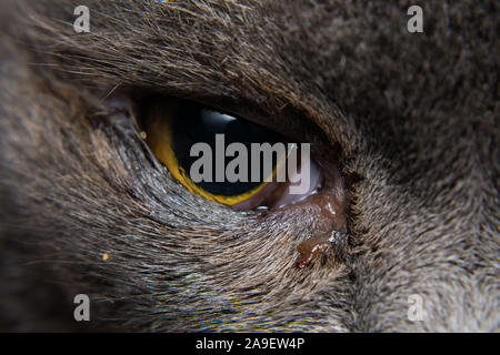 British shorthair cat breed with entropion Stock Photo - Alamy