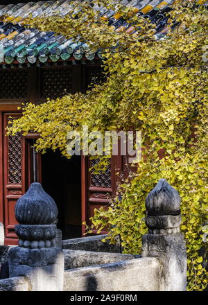 A 300-year-old ginkgo tree at a park in Shanghai, China, 15 December ...
