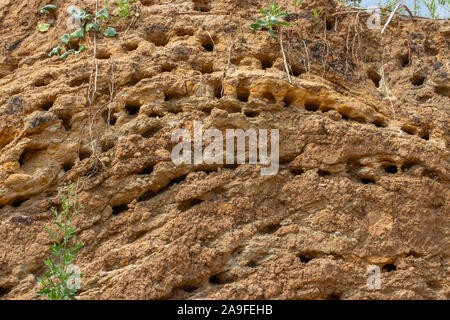 Nature, sand mountain, nesting swift Apodidae. Bird nests in holes on ...