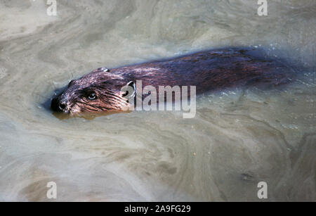 European beaver - reintroduced to Britain - and here photographed in ...