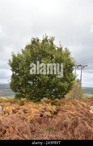 Trees on the Chvin Otley Stock Photo - Alamy