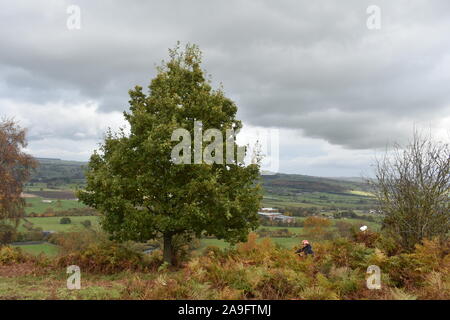Trees on the Chvin Otley Stock Photo - Alamy