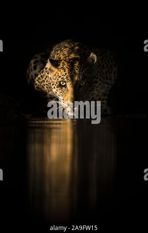 Leopard (Panthera pardus) female, drinking, Kenya Stock Photo - Alamy