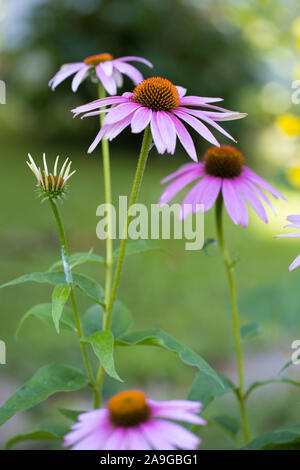 A closeup shot of a red Echinacea purpurea Stock Photo - Alamy