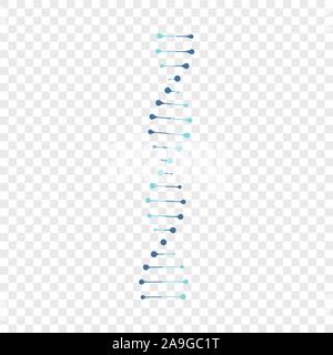 Human evolution transparent background illustration Stock Vector Image ...