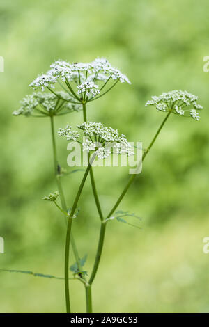 A top view of ground elder flower bunch in a garden Stock Photo - Alamy