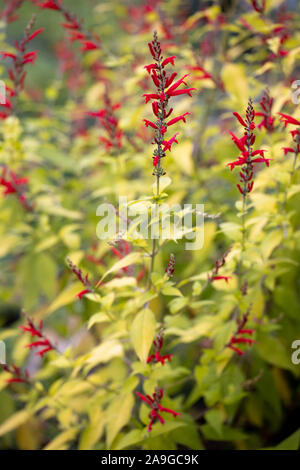Red salvia closeup in garden Stock Photo - Alamy