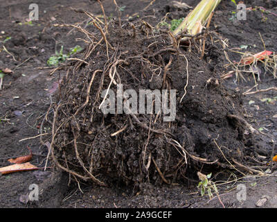 Banana tree roots close up, planting a banana plant concept Stock Photo ...