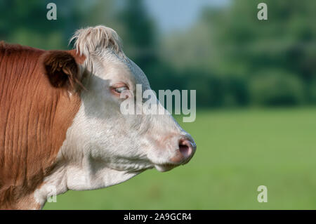 Cow face profile with blurry background Stock Photo - Alamy