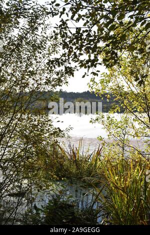 blakemere moss lake in delamere forest cheshire england, uk Stock Photo ...