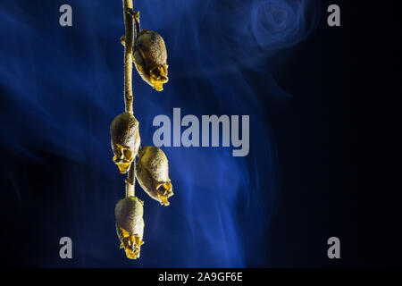 Snapdragon seed pods Stock Photo - Alamy