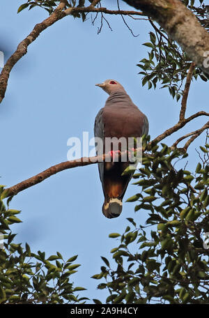 Pinon Imperial Pigeons, pinon's imperial pigeon (Ducula pinon), Red ...