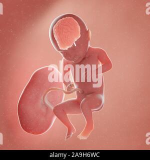 Fetal brain, illustration Stock Photo - Alamy