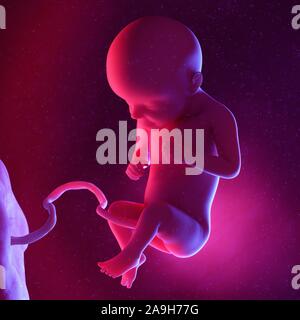 Fetus at week 29, illustration Stock Photo - Alamy