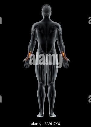 Extensor Pollicis Longus Anatomy Stock Photo - Alamy