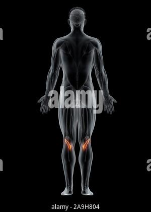 Popliteus muscle, illustration Stock Photo - Alamy