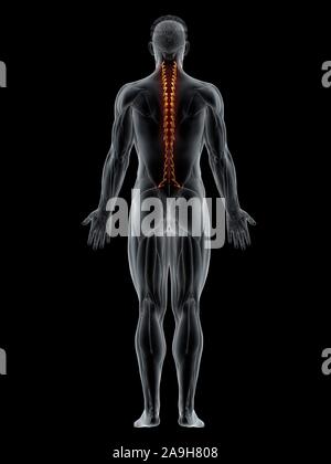 Rotatores muscle, illustration Stock Photo - Alamy