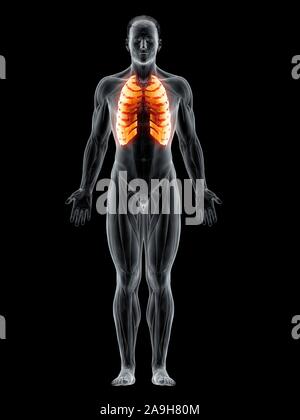 Anatomical Illustration of Intercostal Muscles Stock Photo - Alamy