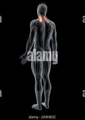 Levator scapularis muscle, illustration Stock Photo - Alamy