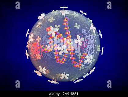 Arenavirus structure, illustration Stock Photo - Alamy