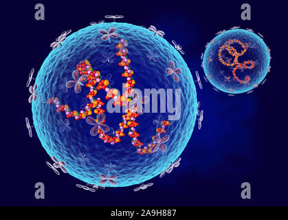 Arenavirus structure, illustration Stock Photo - Alamy