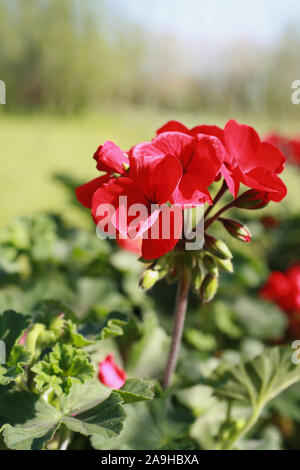 Double red Pelargonium flower head in close up Stock Photo - Alamy