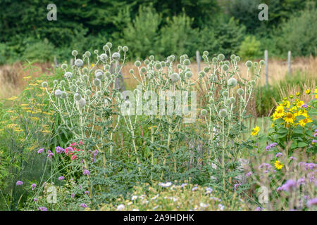 Kugel-Distel (Echinops sphaerocephalus Stock Photo - Alamy