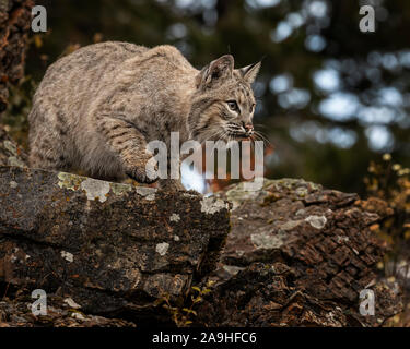 Adult Bobcat in Fall colors in Montana USA Stock Photo - Alamy