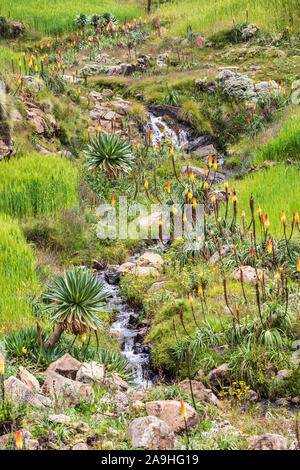 Ethiopian Giant Lobelia (Lobelia rhynchopetalum), with flower stems ...