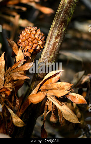 Fruit of Nipa or Mangrove palm, Nypa fruticans Stock Photo - Alamy