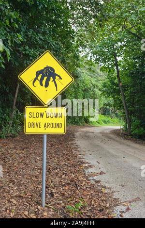 Forest Robber Crab Road Crustacean Claw Birgus latro Christmas Island ...