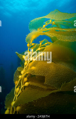 giant kelp, Macrocystis pyrifera, fronds, or leaf-like blades, and ...