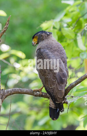 Crested serpent eagle, Schlangenweihe, Spilornis cheela, kontyos ...