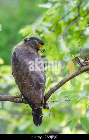 Crested serpent eagle, Schlangenweihe, Spilornis cheela, kontyos ...