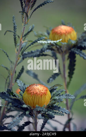 Australian native Showy Dryandra flowers, Banksia formosa, family ...