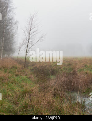 Misty morning landscape in meadows Stock Photo - Alamy