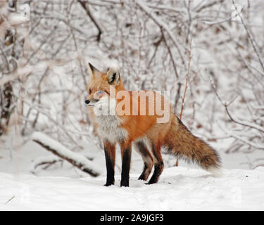 Fuchs im Winter, Schneelandschaft, Rotfuchs Stock Photo - Alamy