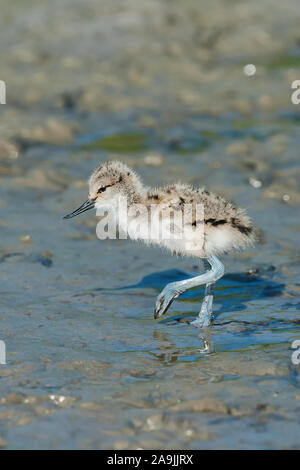 Saebelschnaebler Recurvirostra avosetta Pied avocet Stock Photo - Alamy