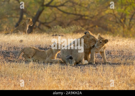 Playful lion cubs. Gir National Park & Sanctuary, Gujarat, India ...