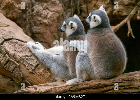 Madagascar Lemur Exhibit, The Bronx Zoo, Wildlife Conservation Society ...