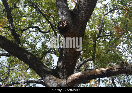 The Grandfather, a centenarian oak in Sierra Madrona natural park ...