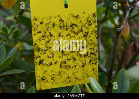 Gelbfallen sind Klebefallen mit denen schaedliche Insekten gefangen ...