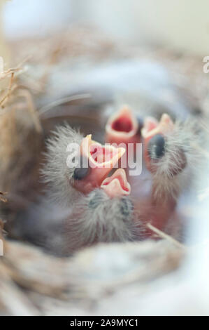 House Finch baby bird, mouth open, in a nest Stock Photo - Alamy