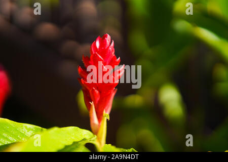 Beautiful tropical red ginger flower Stock Photo - Alamy