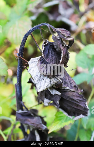 The crooked raspberry cane infected with blight Stock Photo - Alamy