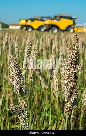 Harvester in Millet plantation. Bundles of millet seeds. Millet farm ...