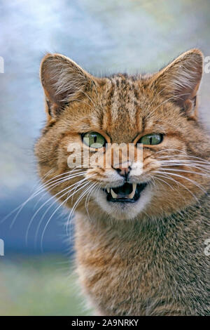 European Wildcat, Felis silvestris, hissing Stock Photo - Alamy