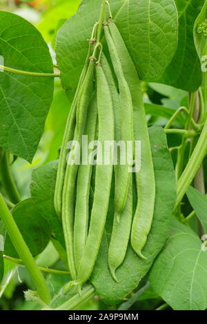 Phaseolus coccineus. Runner bean ‘moonlight’ growing around a hazel ...