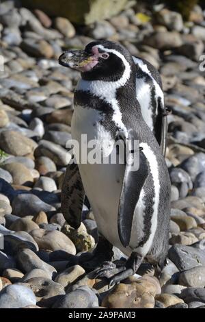 Humboldt Penguin Marwell Wildlife Park Colden Common Winchester Hants ...