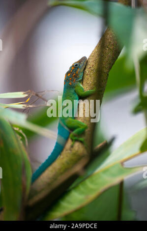 Leopard anole or Guadeloupean anole (Anolis marmoratus), male, South ...